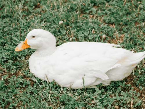 14 Best Backyard Duck Breeds You'll Love