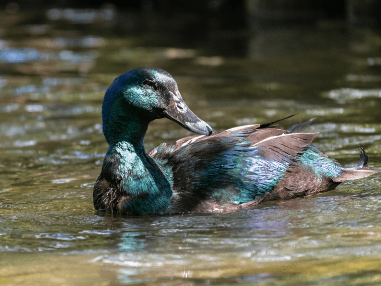 14 Best Backyard Duck Breeds You'll Love