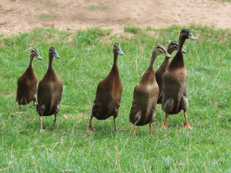 14 Best Backyard Duck Breeds You'll Love