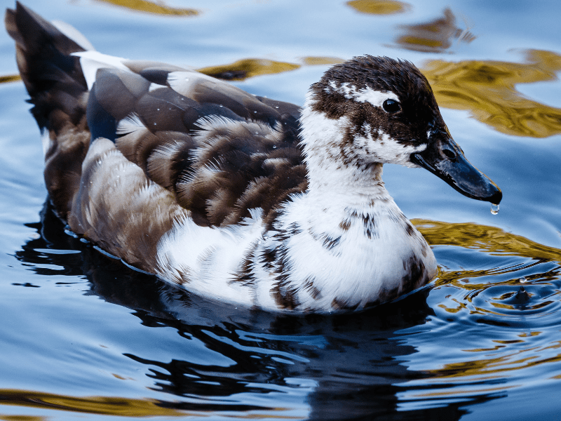 14 Best Backyard Duck Breeds You'll Love