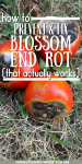 How to Fix Blossom End Rot: 7 Tricks to Try