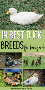 14 Best Backyard Duck Breeds You'll Love