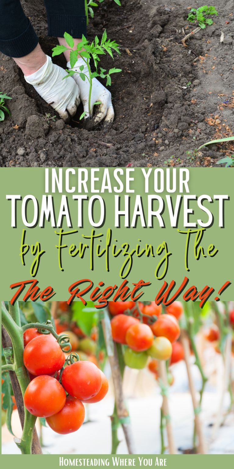 How to Fertilize Tomato Plants for the BEST Harvest Ever ...