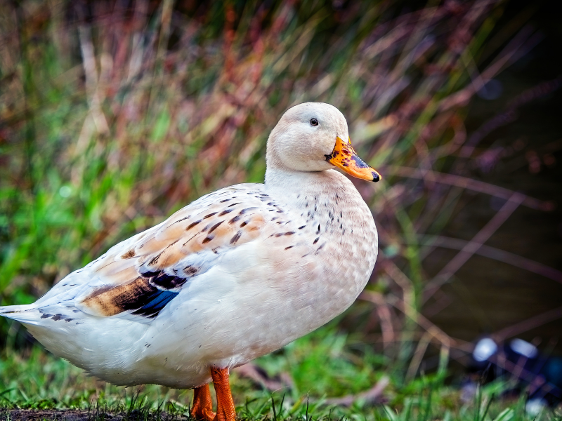 14 Best Backyard Duck Breeds You'll Love