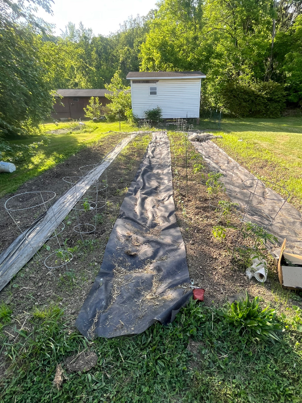 My Garden Failed! 7 Reasons Why and How to Fix It Next Year