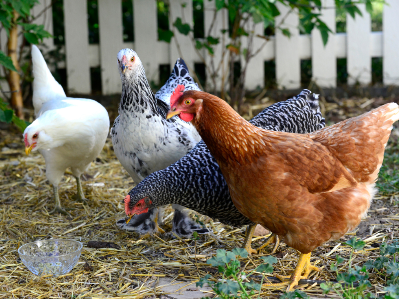 Homesteading Where You Are » Raising Chickens. Growing Food. Living ...