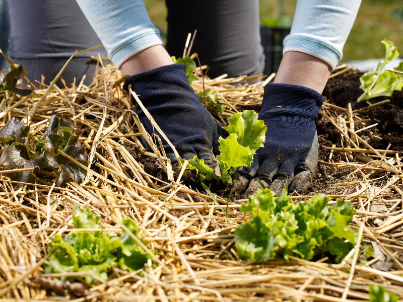 10 Best Mulch for a Vegetable Garden