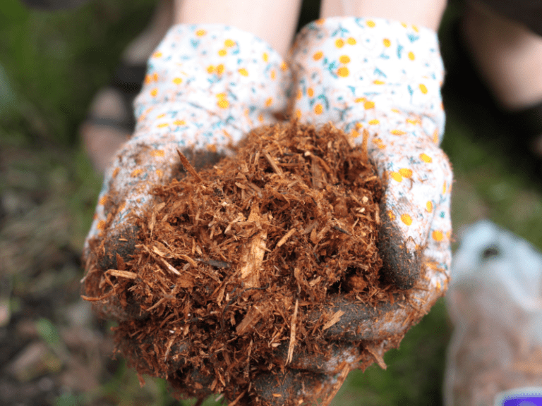 10 Best Mulch for a Vegetable Garden