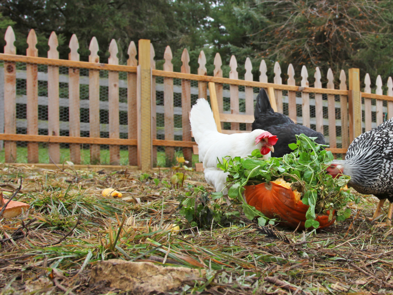17 Ways to Save Money on Chicken Feed