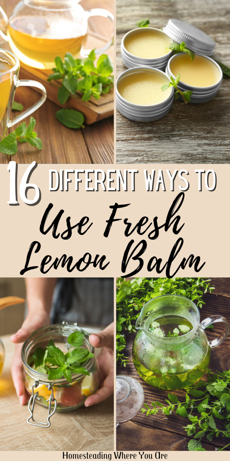 16+ Different Ways to Use Lemon Balm