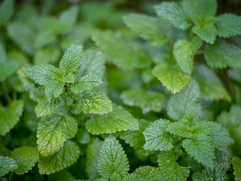 16+ Different Ways to Use Lemon Balm
