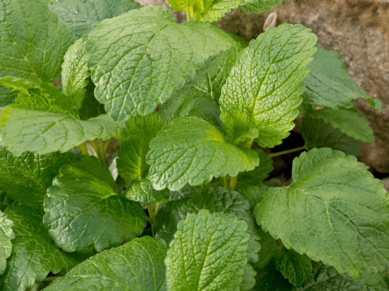 16+ Different Ways to Use Lemon Balm