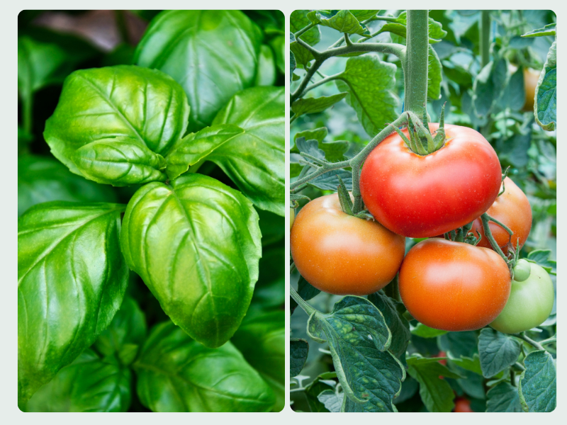 13 Companion Planting Combinations That Actually Work