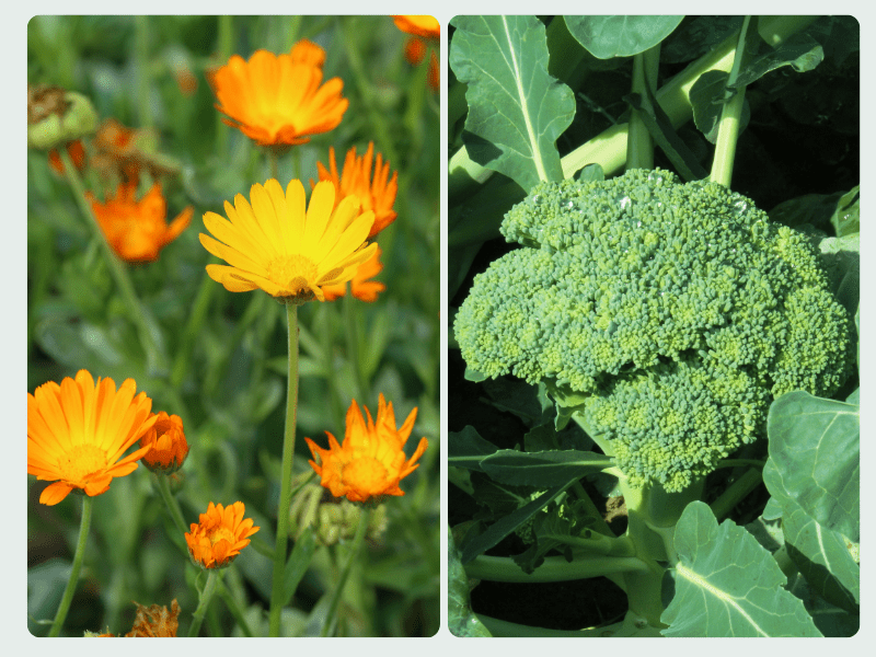 13 Companion Planting Combinations That Actually Work