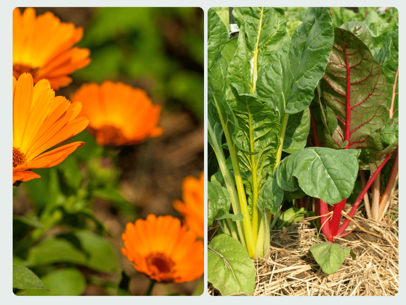 13 Companion Planting Combinations That Actually Work