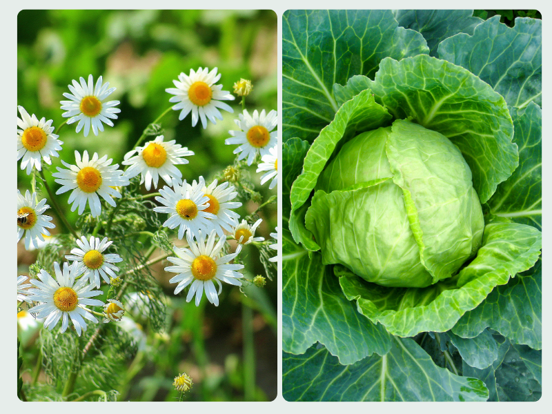 13 Companion Planting Combinations That Actually Work