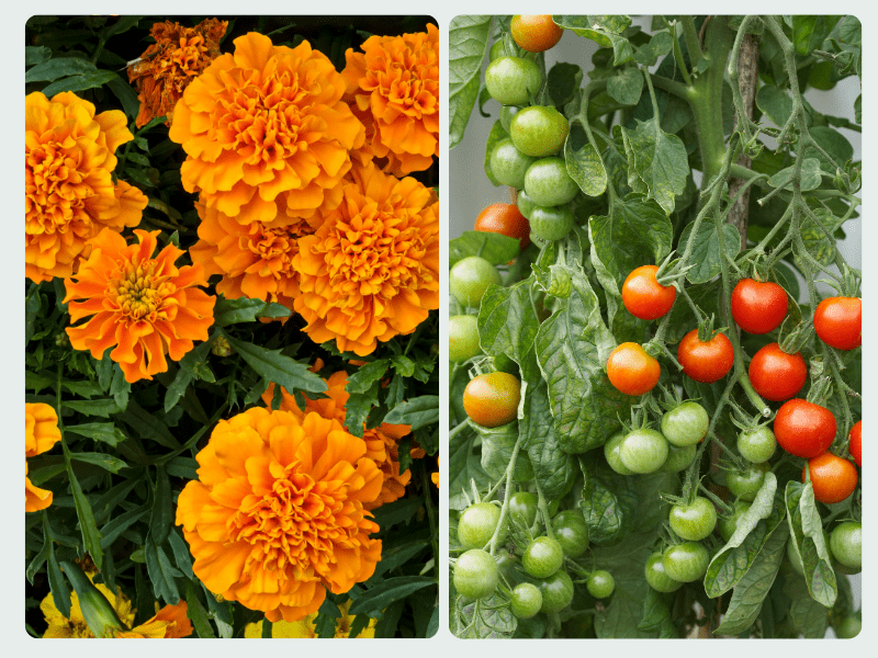 13 Companion Planting Combinations That Actually Work