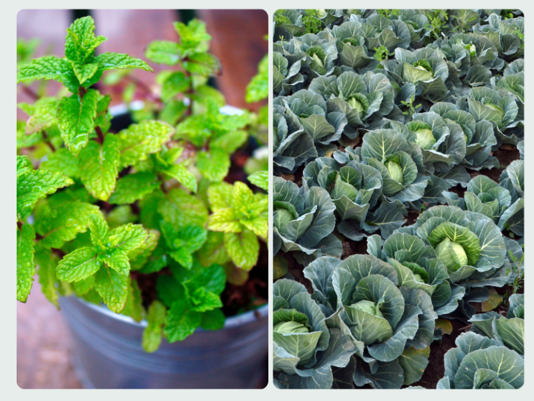 13 Companion Planting Combinations That Actually Work