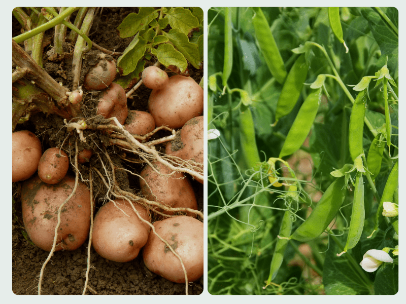 13 Companion Planting Combinations That Actually Work