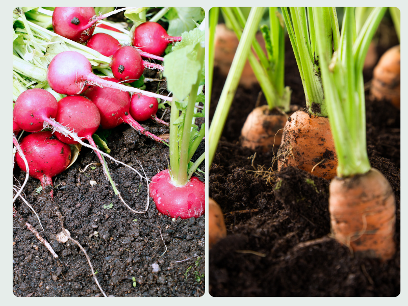 13 Companion Planting Combinations That Actually Work