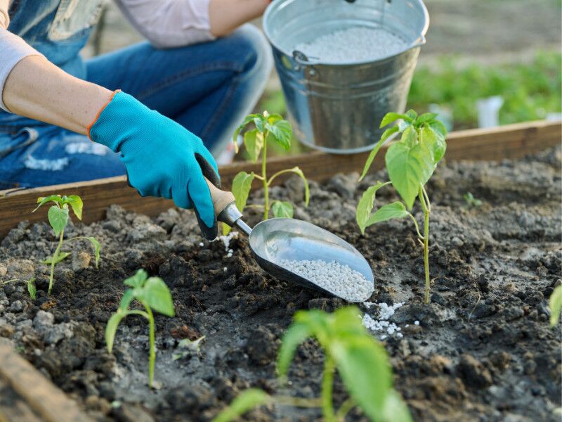 Hardening Off Seedlings: An Easy How-To Guide » Homesteading Where You Are
