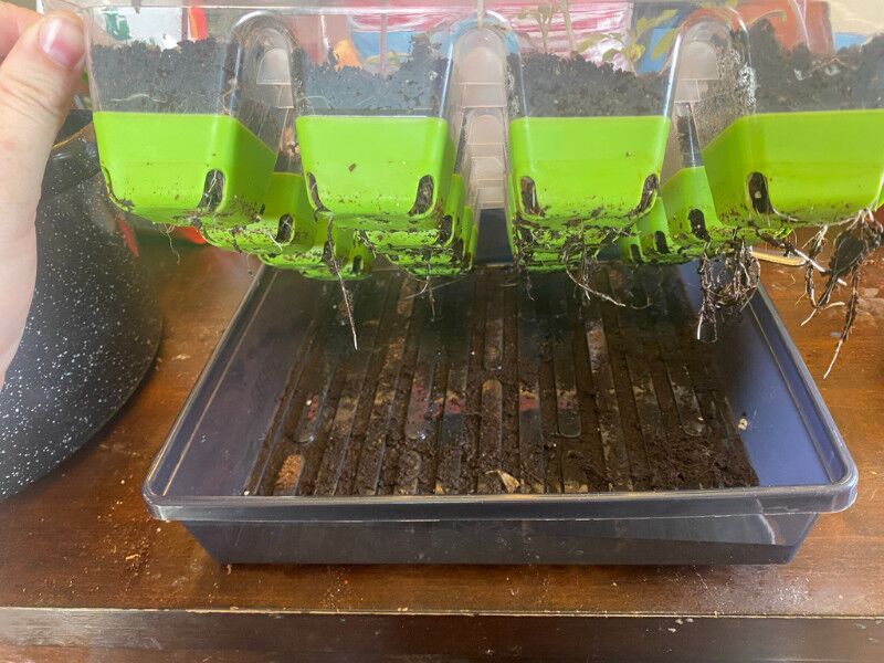 18 Seed Starting Tips for Beginners