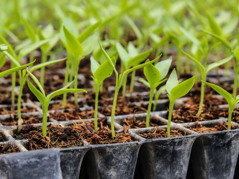 Hardening Off Seedlings: An Easy How-To Guide » Homesteading Where You Are