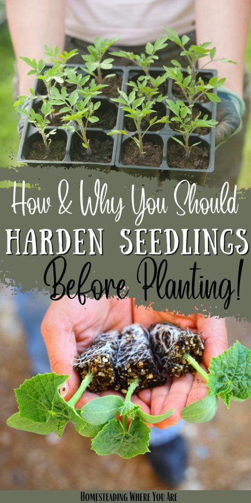 Hardening Off Seedlings: An Easy How-To Guide » Homesteading Where You Are