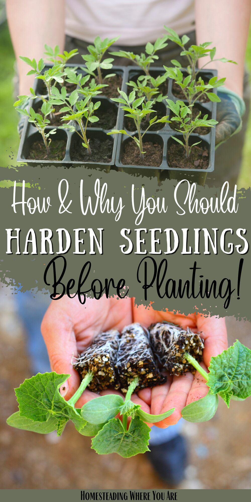 Hardening Off Seedlings: An Easy How-To Guide » Homesteading Where You Are