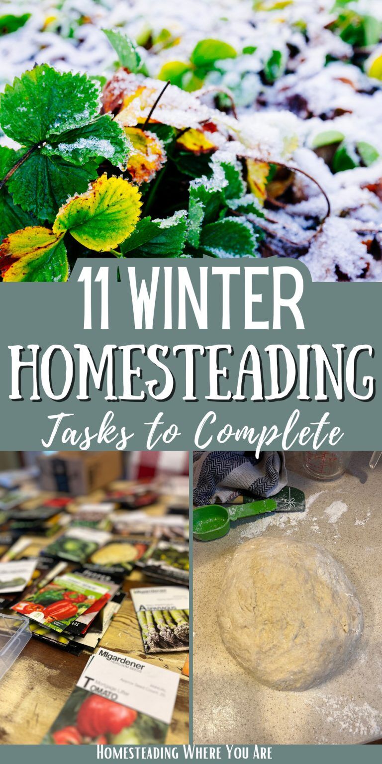 11 Winter Homesteading Tasks: January to March