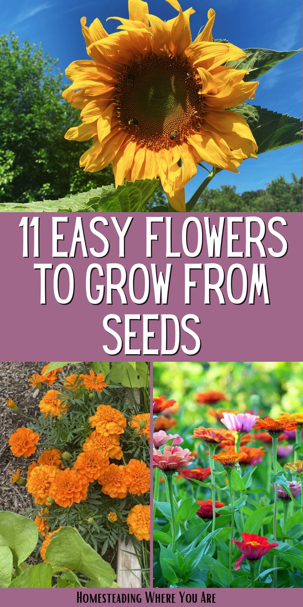 11 Easy Flowers to Start From Seeds