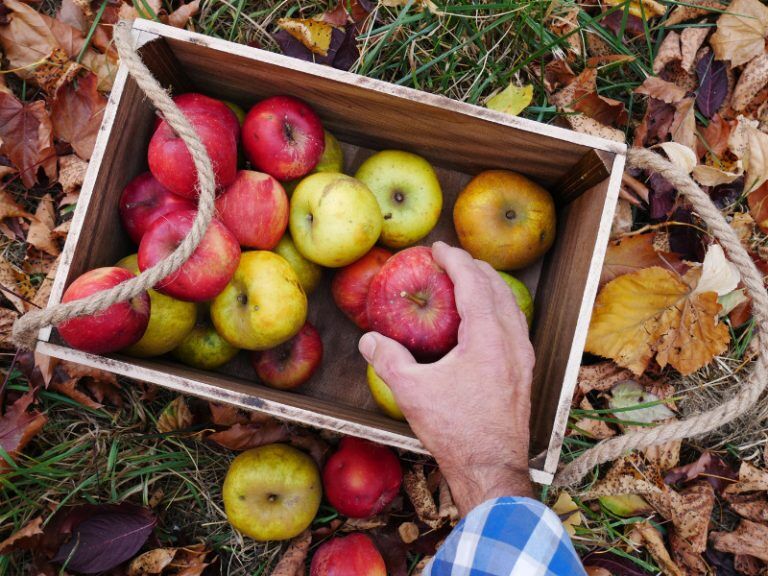 15 Ways to Preserve Apples to Enjoy All Year