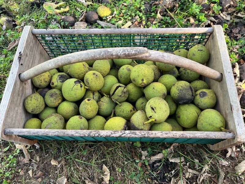 7+ Different Ways to Use Black Walnuts: The Complete Guide