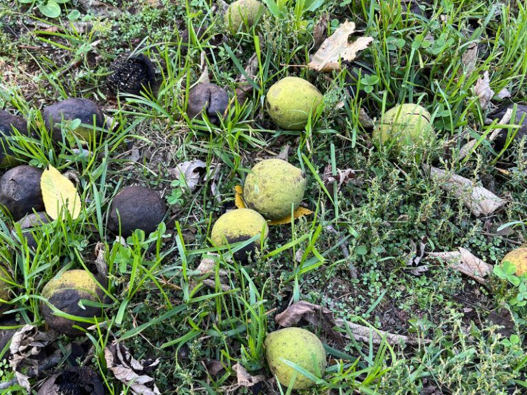 7+ Different Ways to Use Black Walnuts: The Complete Guide