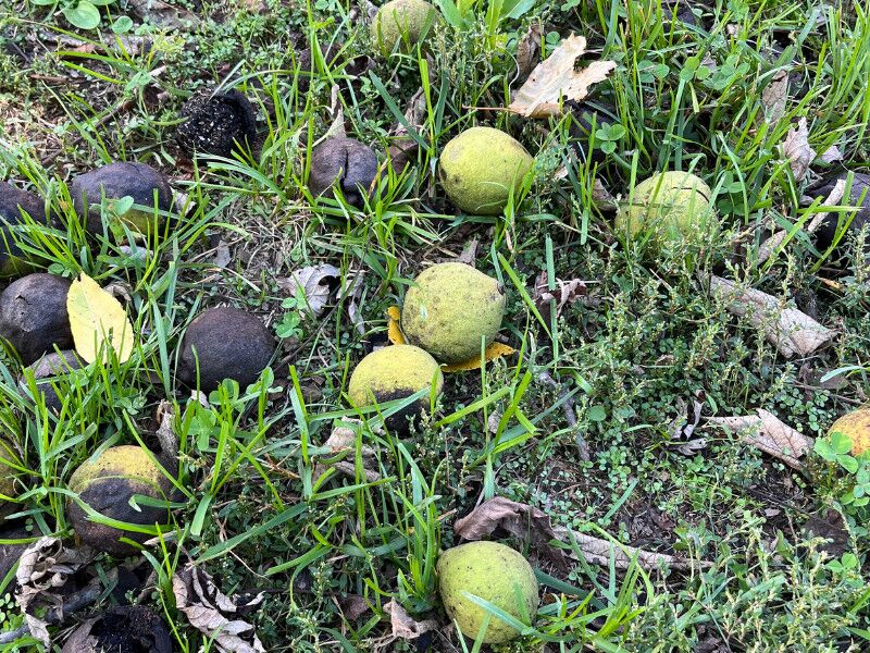7+ Different Ways to Use Black Walnuts: The Complete Guide