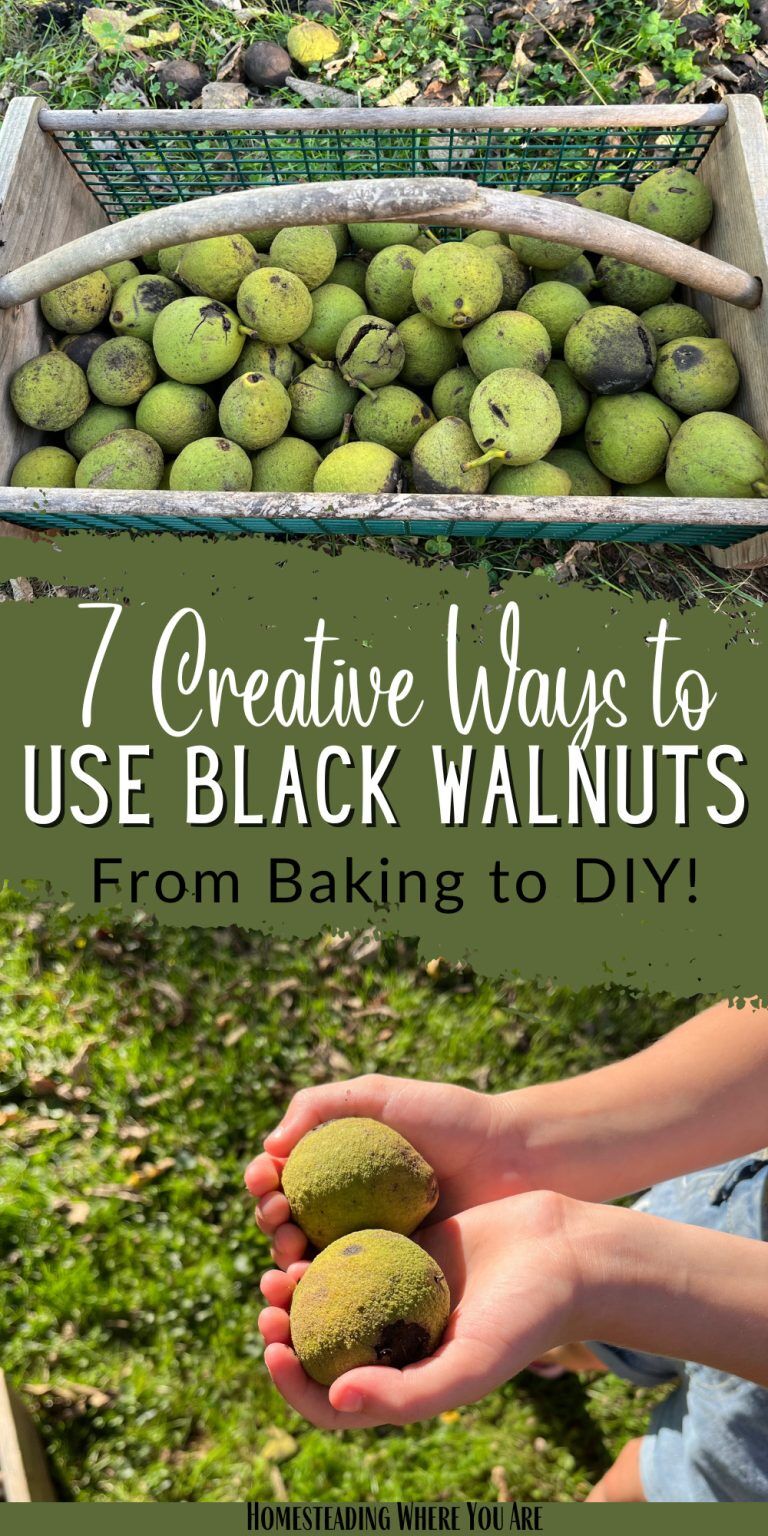 7+ Different Ways to Use Black Walnuts: The Complete Guide