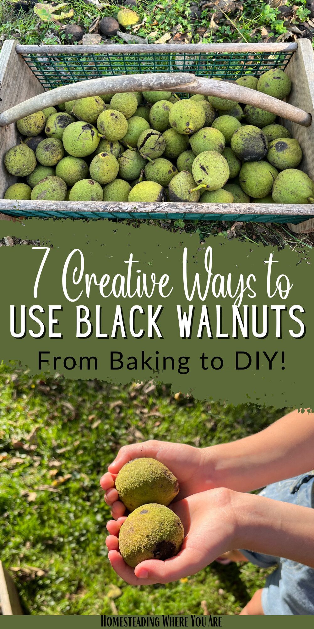 7+ Different Ways to Use Black Walnuts: The Complete Guide