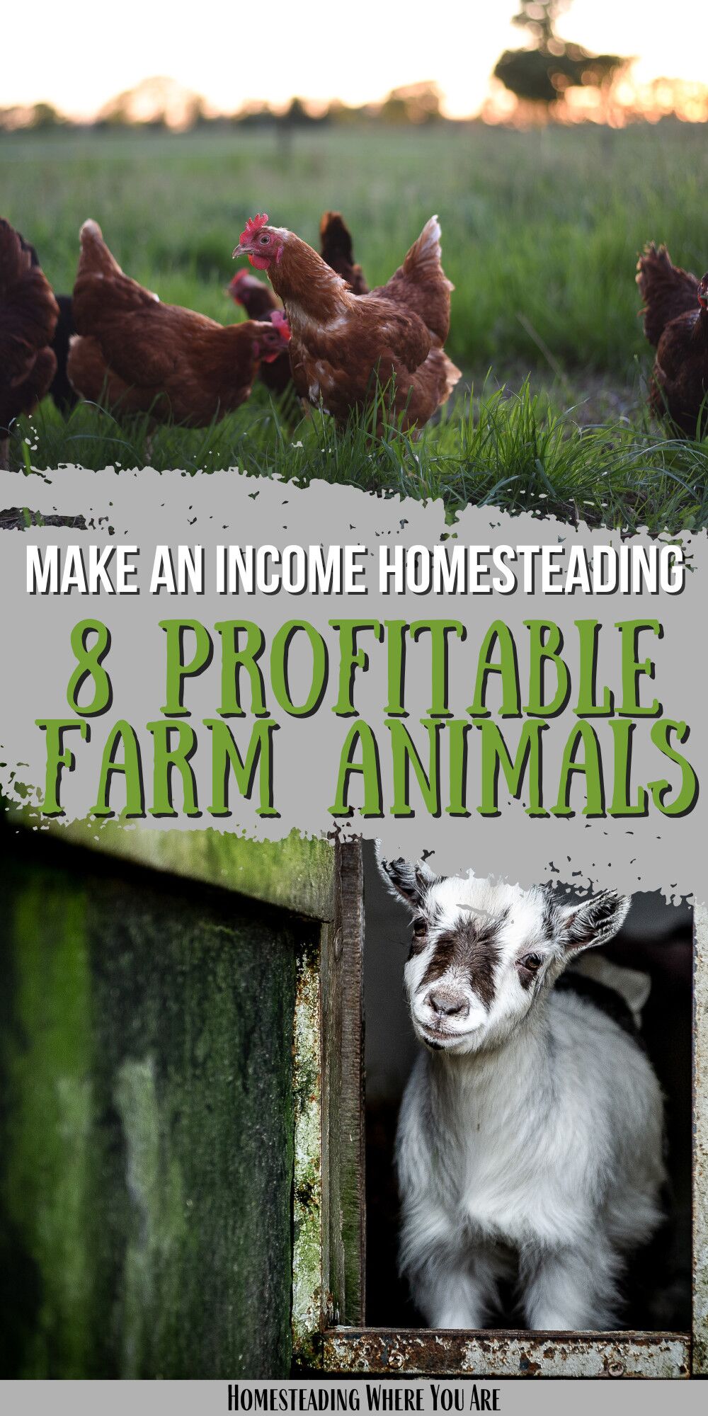 8 Most Profitable Farm Animals to Raise on Your Homestead