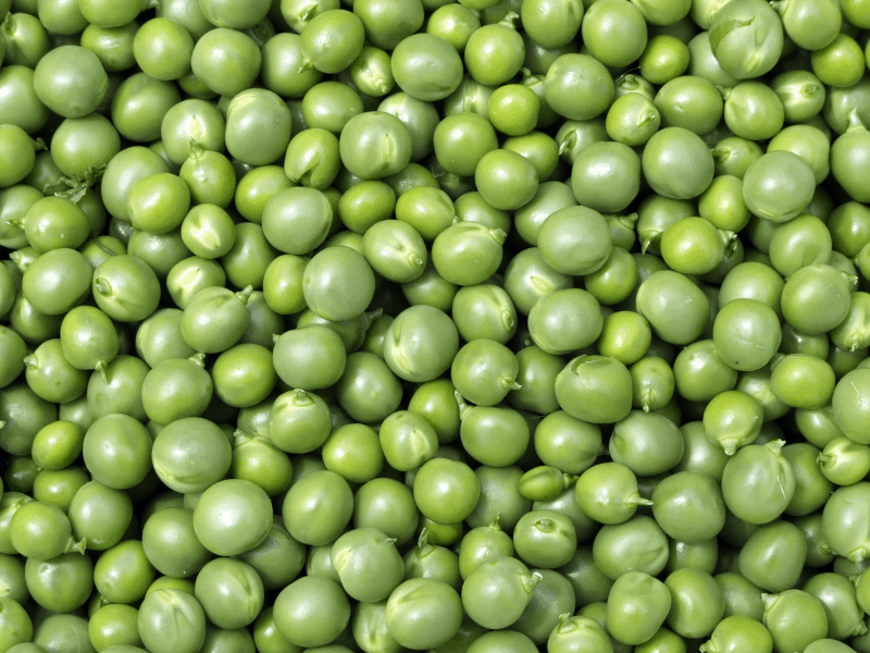 14 Protein Sources for Chickens Your Flock Will Love