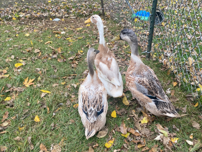 The True Cost of Raising Ducks on The Homestead