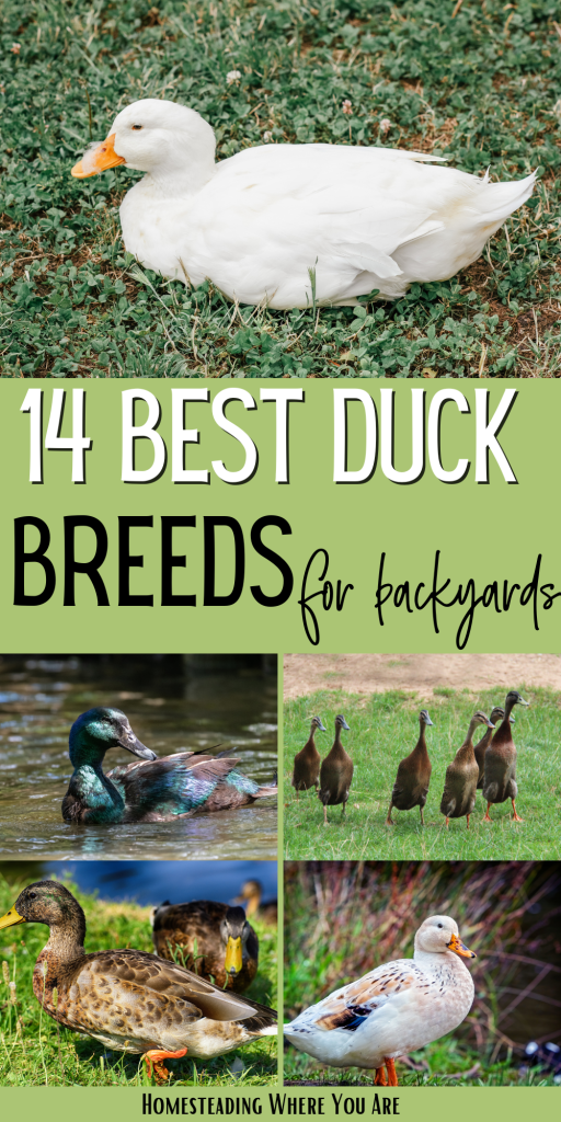 14 Best Backyard Duck Breeds You'll Love